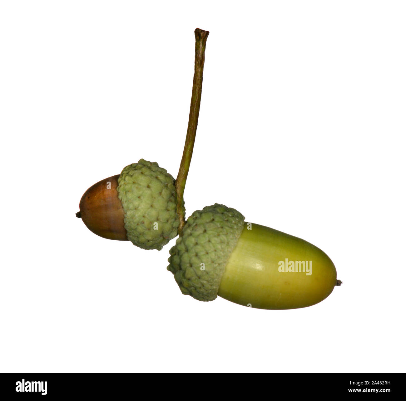 The fruit of the oak quercus Cut Out Stock Images & Pictures - Alamy