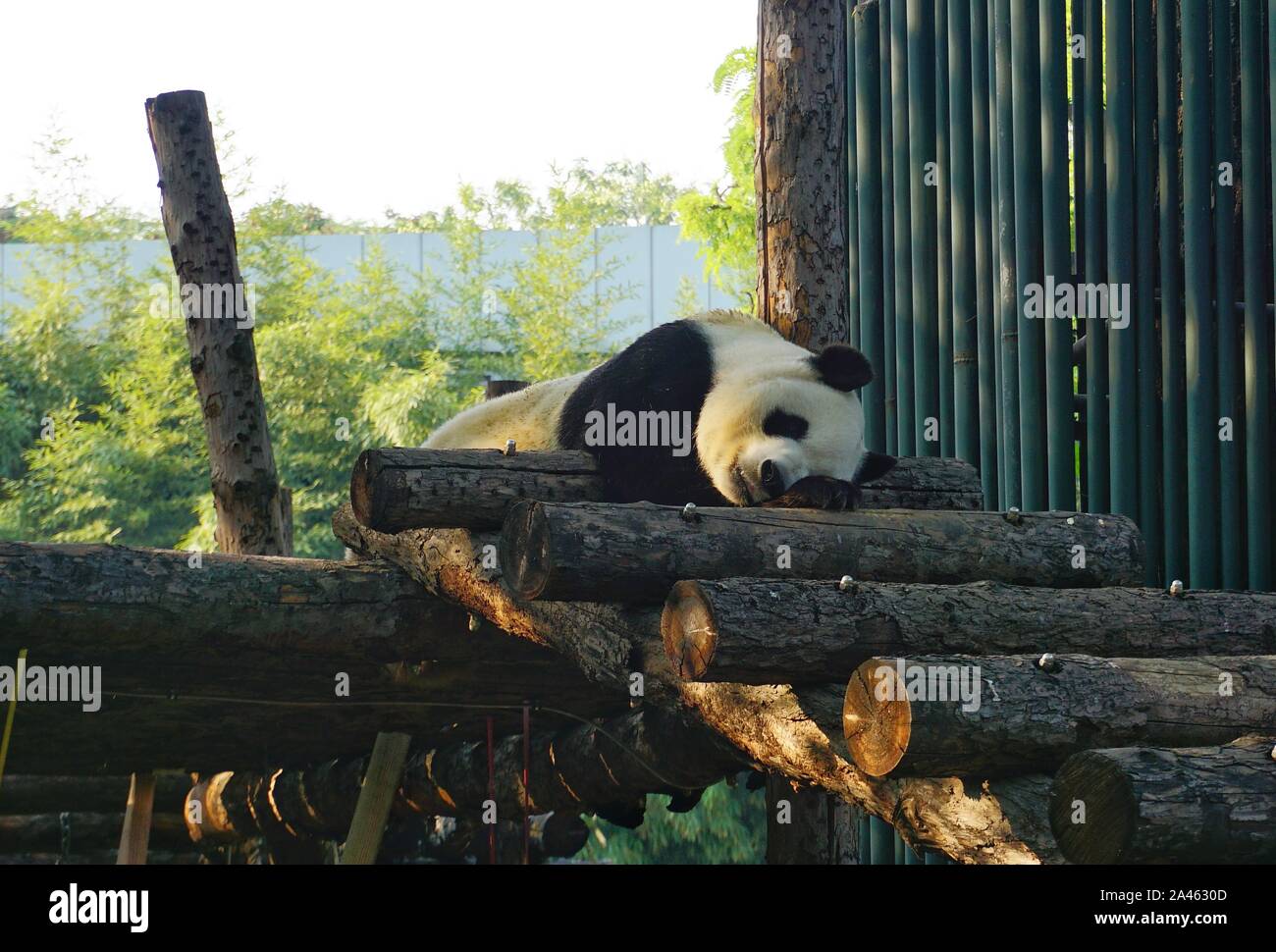 A panda is napping at the Beijing zoo in Beijing, China, 6 September ...