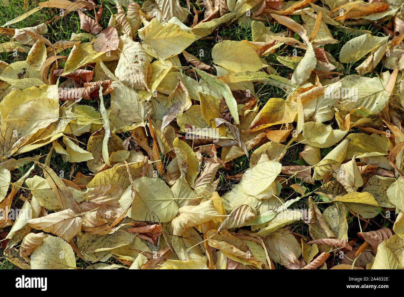 Leaves under the tree hi-res stock photography and images - Alamy