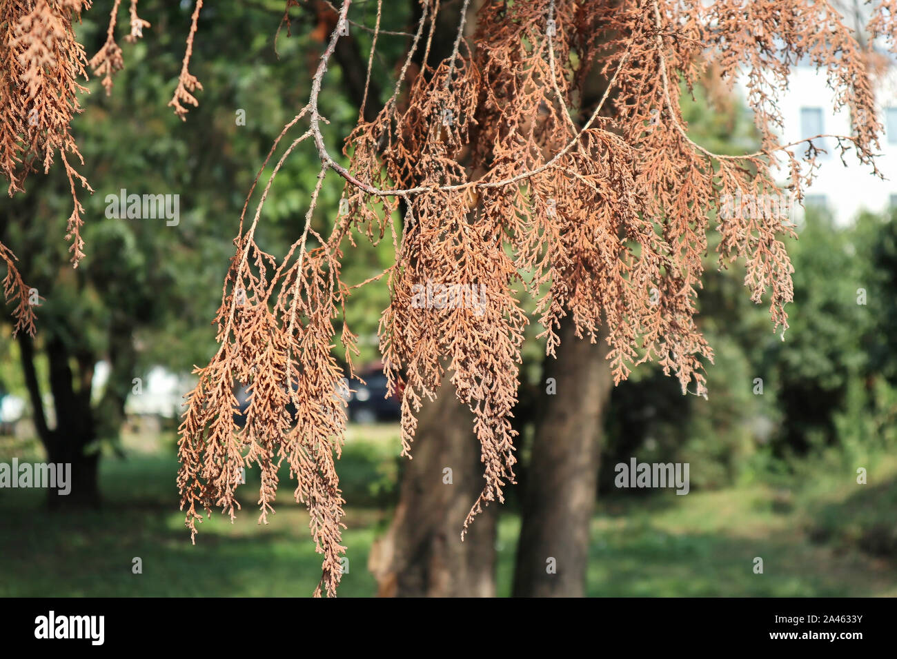 Dry pine tree in summer time Stock Photo - Alamy
