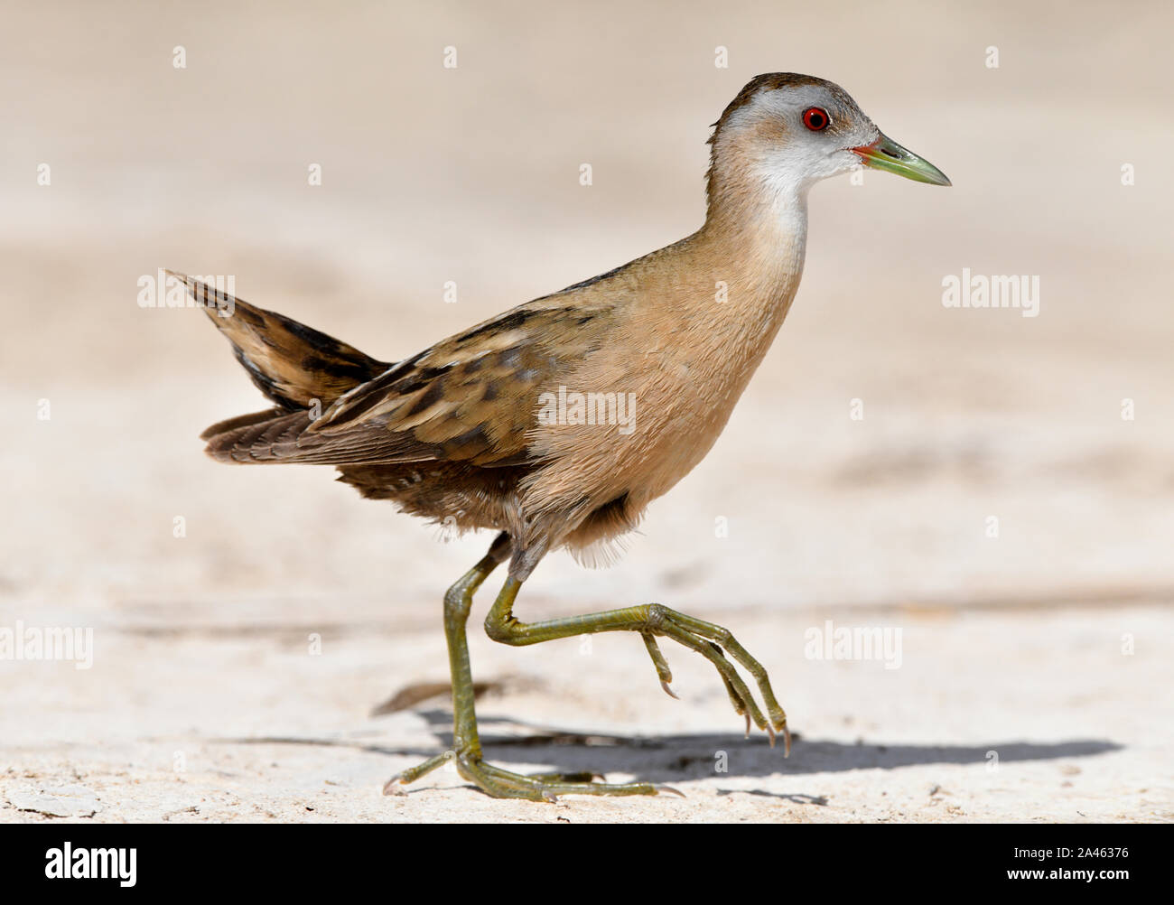 Little Crake - Porzana parva Stock Photo - Alamy
