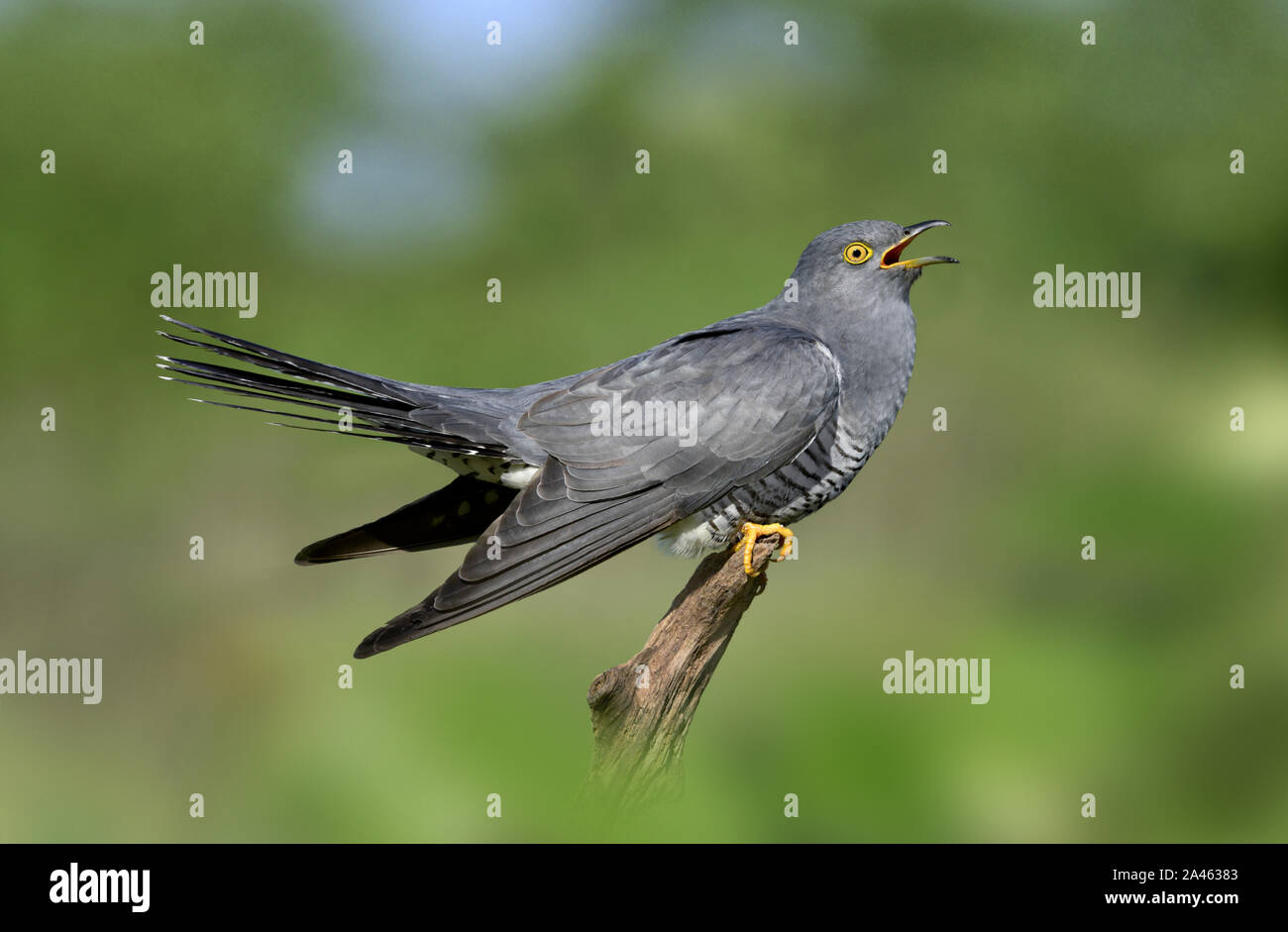 Cuckoo - Cuculus canorus - male Stock Photo - Alamy