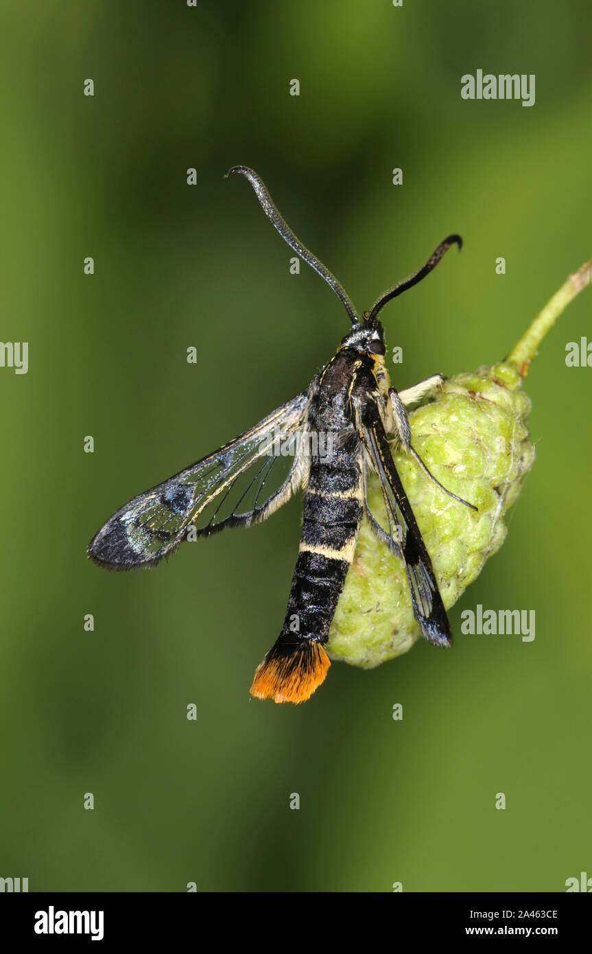 Welsh Clearwing - Synanthedon scoliaeformis Stock Photo - Alamy
