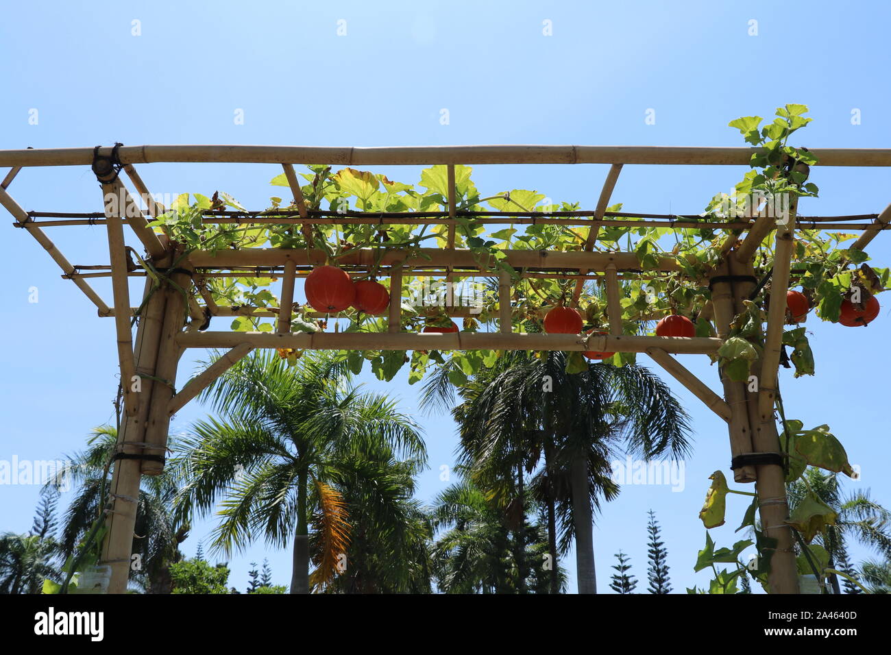 Bamboo gate hi-res stock photography and images - Alamy