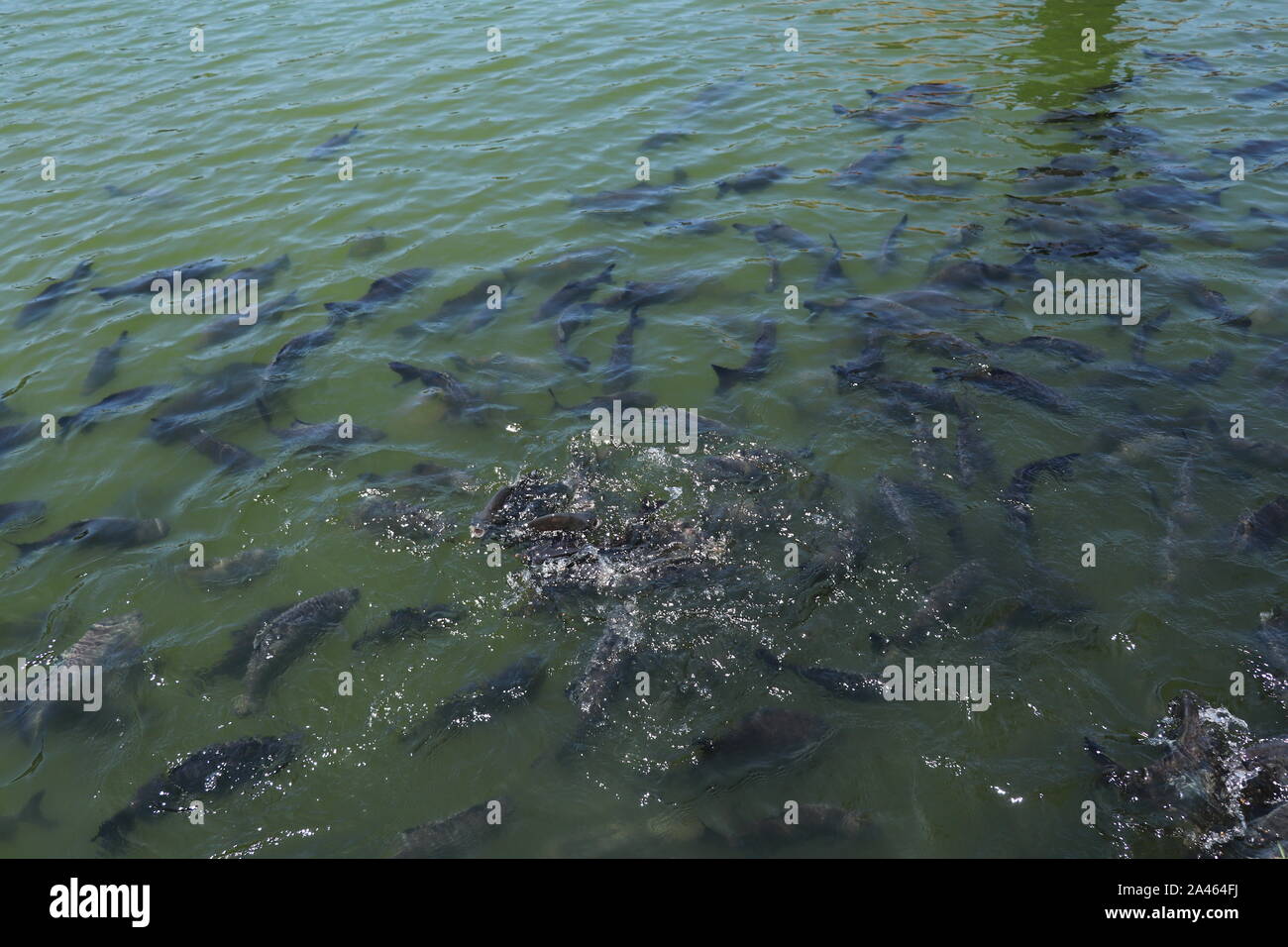 Tropical freshwater fish in a pond during feeding. Spines and muzzle of ...