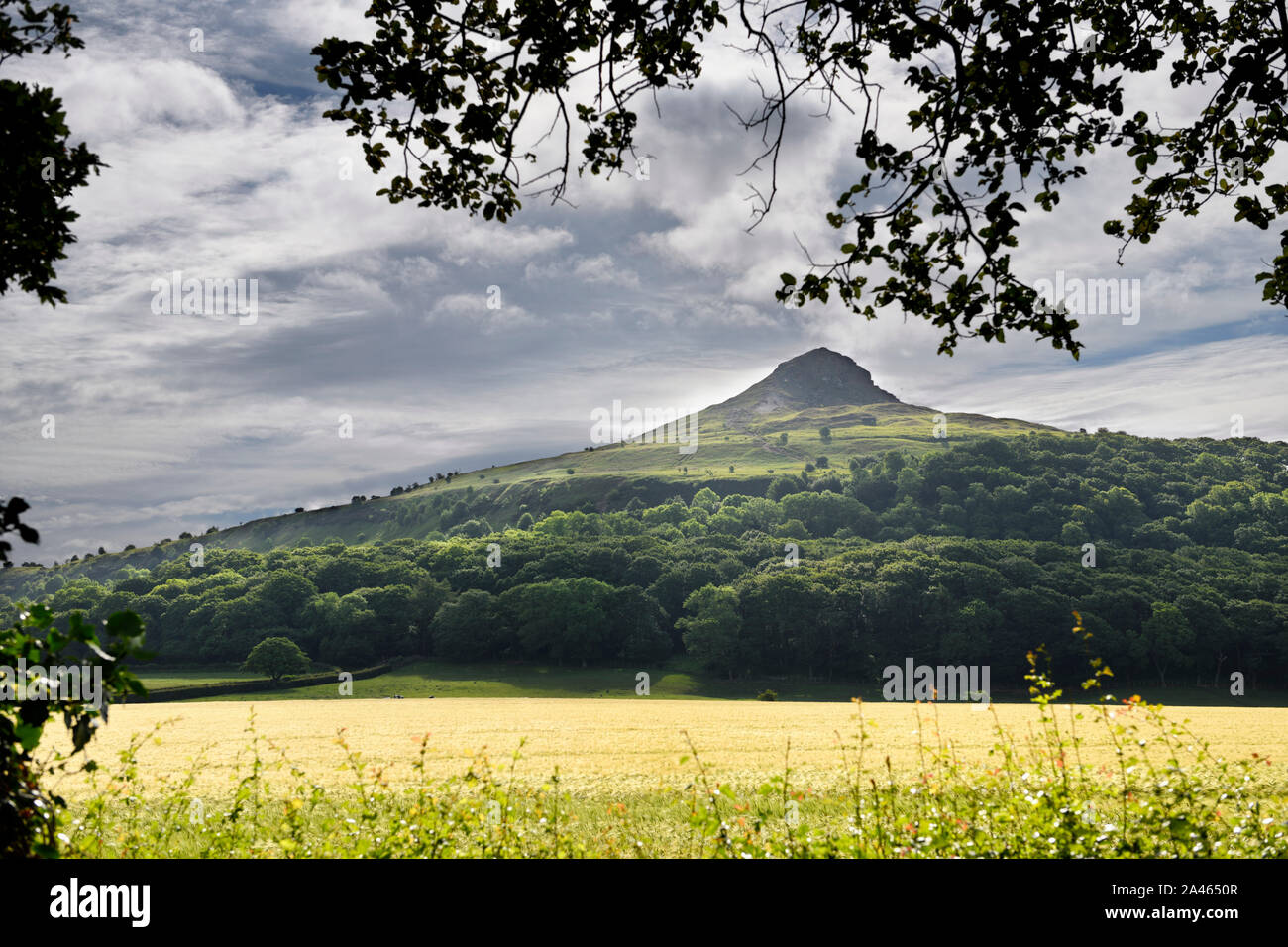Roseberry Topping peak hill in North Yorkshire England with field of ...