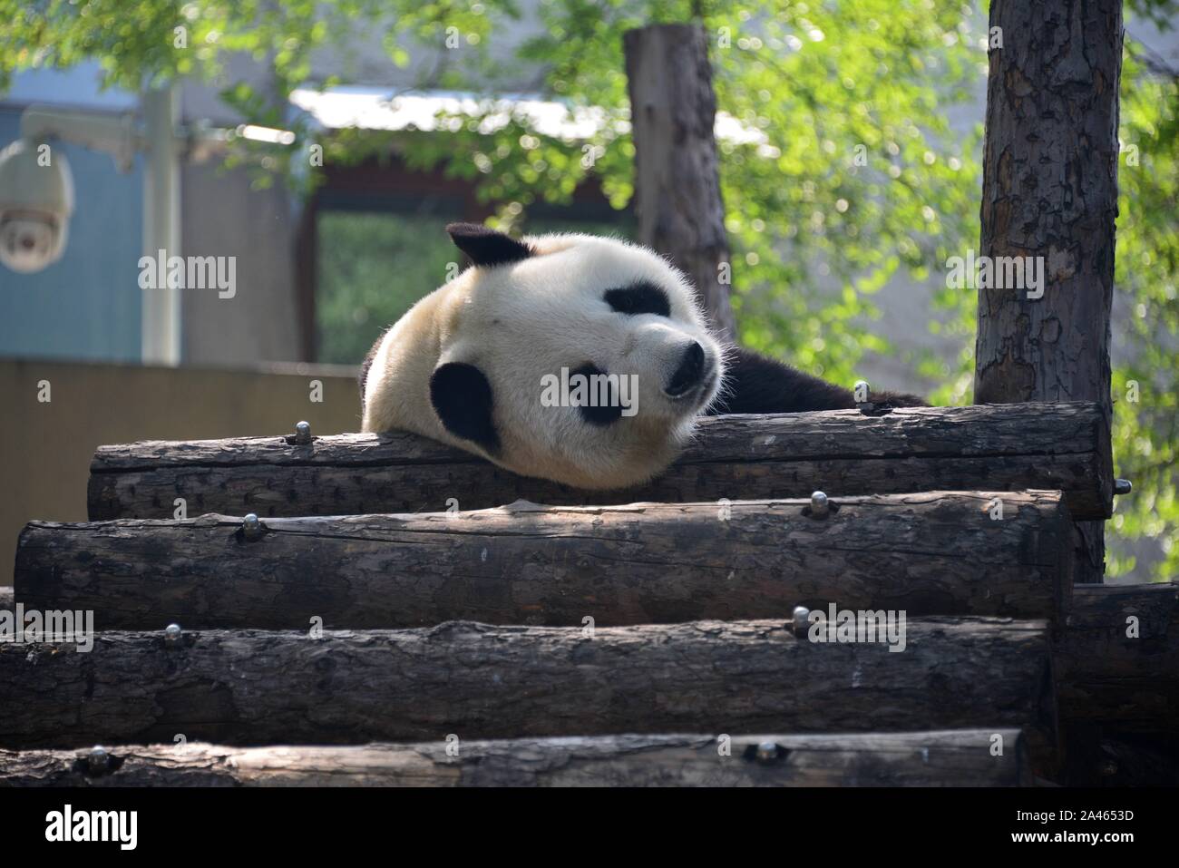 A panda is napping at the Beijing zoo in Beijing, China, 3 September ...