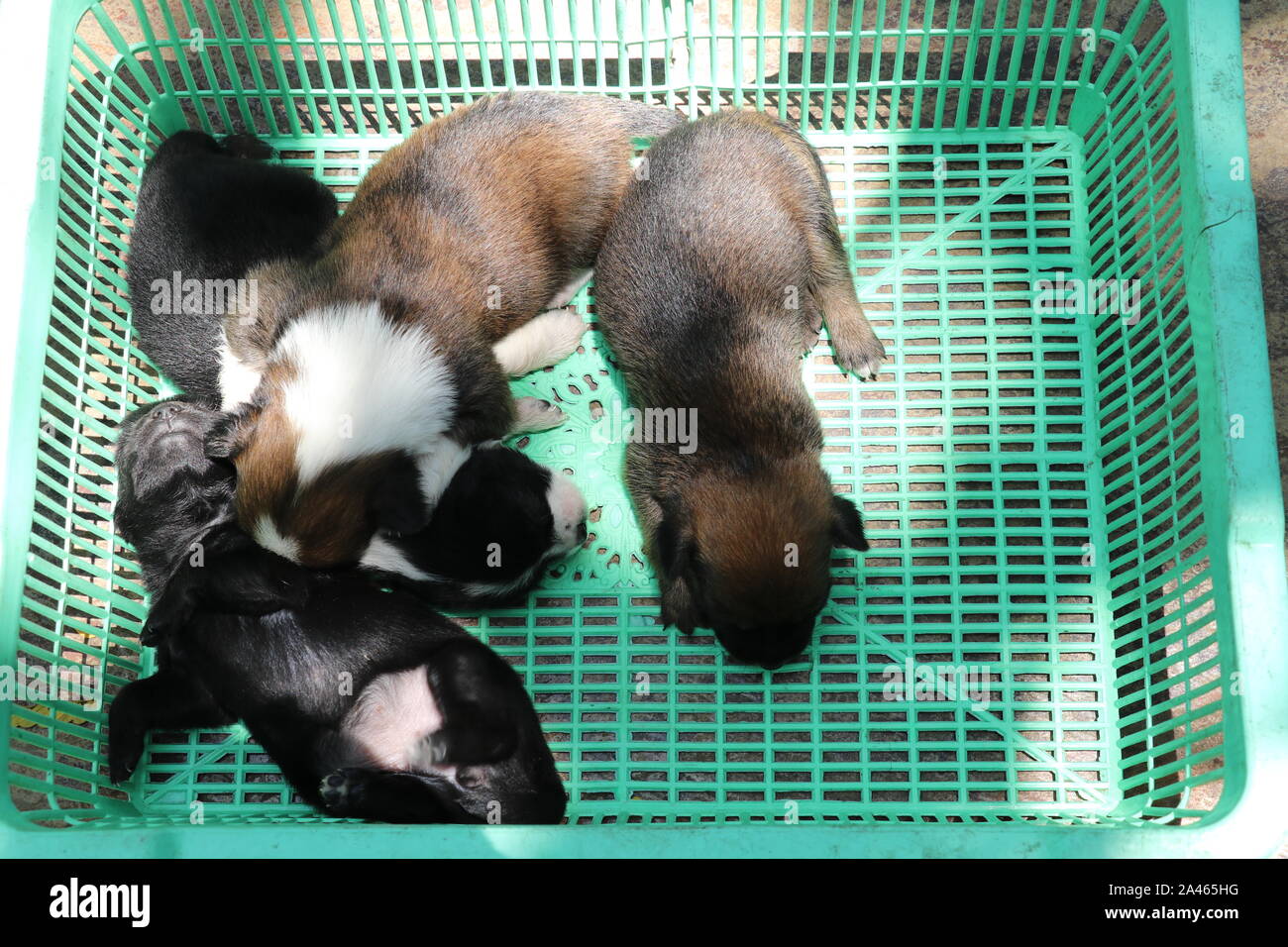 Spotted labrador retriever puppy hi-res stock photography and images ...