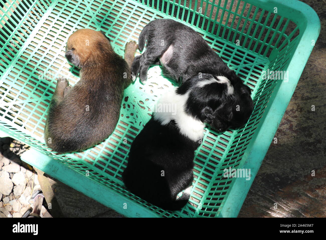 Spotted labrador retriever puppy hi-res stock photography and images ...