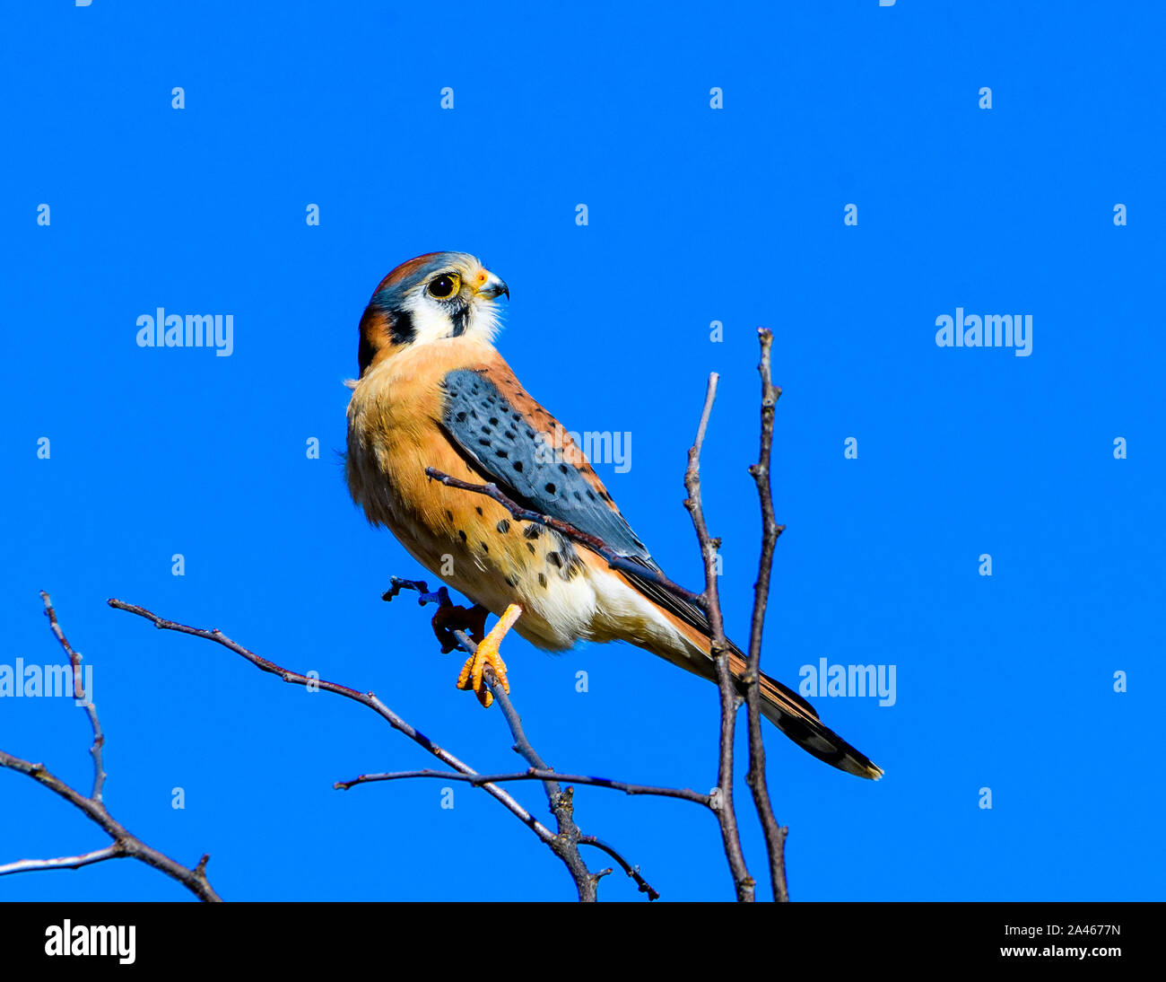Falco sparverius hi-res stock photography and images - Alamy