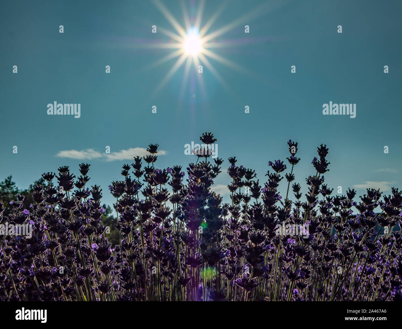 Sun in the backlight hi-res stock photography and images - Alamy