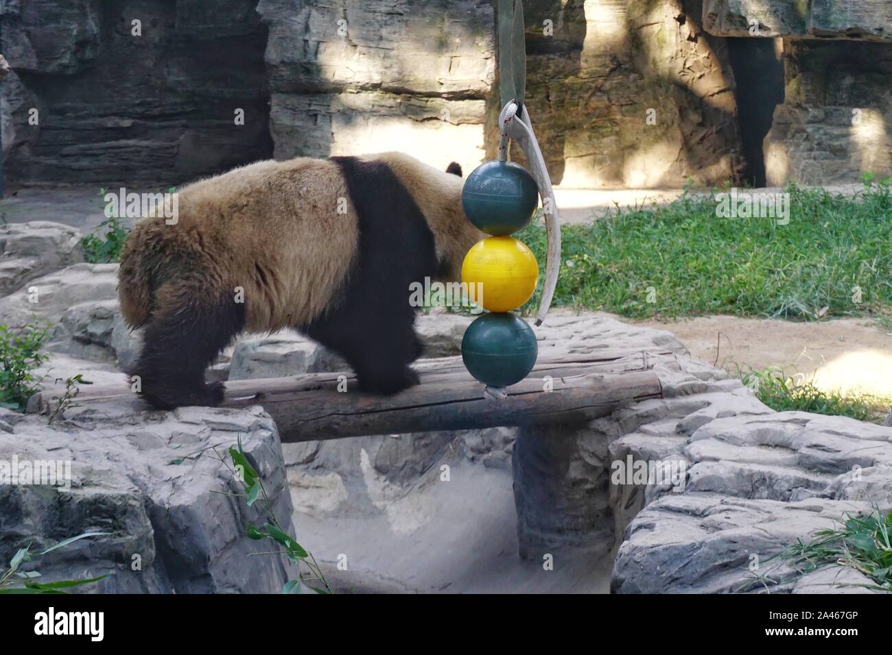 A panda is playing colored balls in a zoo in Beijing, China, 2 ...
