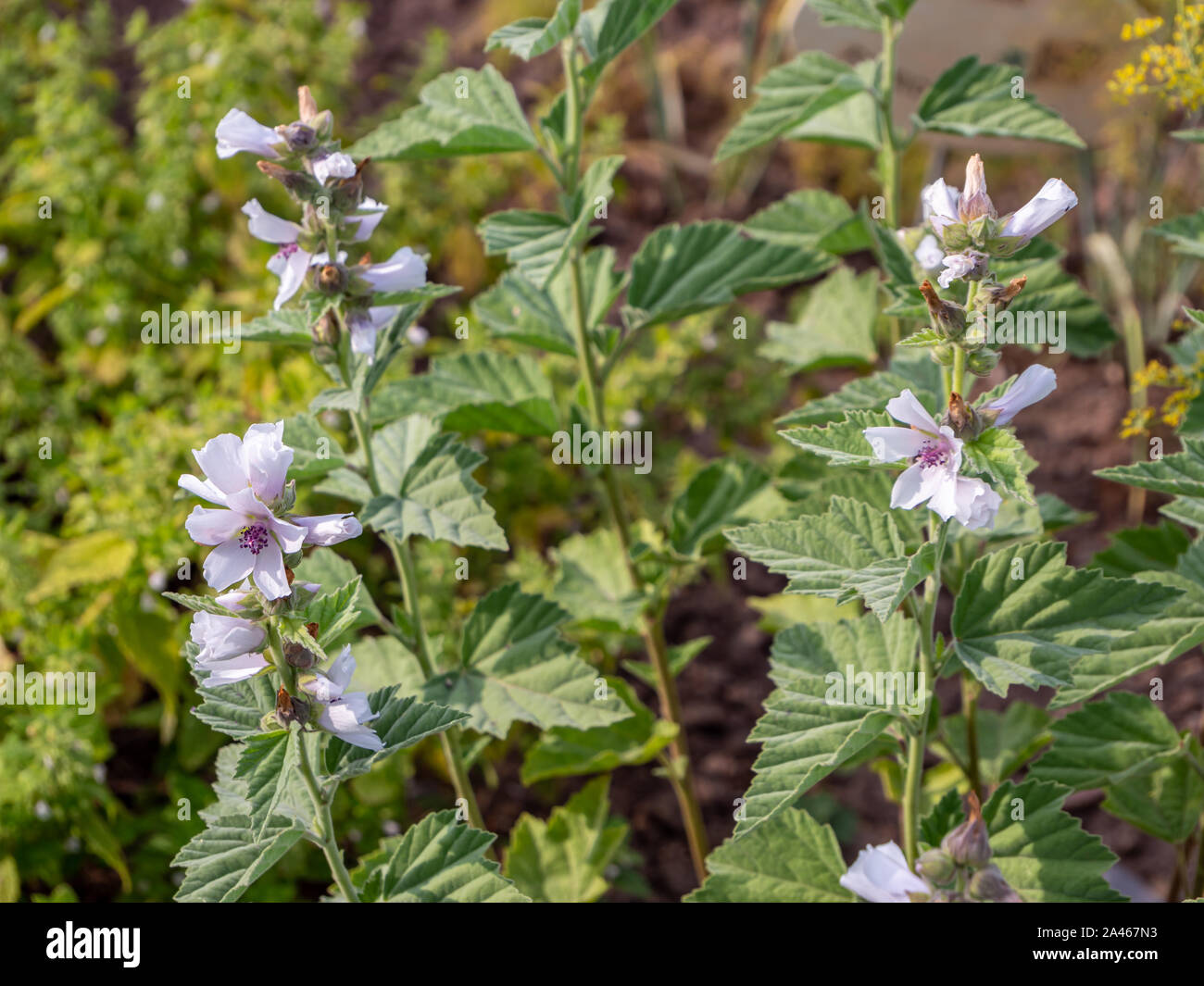 Real marshmallow Althaea officinalis medicinal plant Stock Photo - Alamy