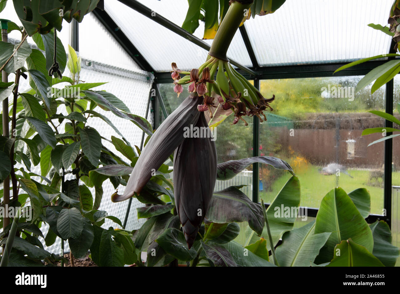 Musa raja puri hi-res stock photography and images - Alamy