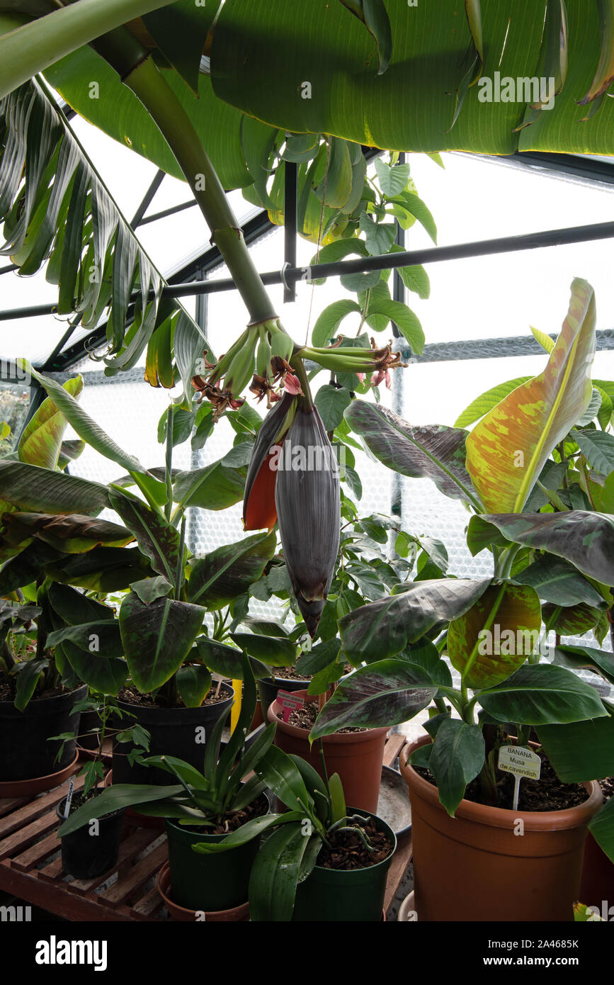 Musa raja puri hi-res stock photography and images - Alamy