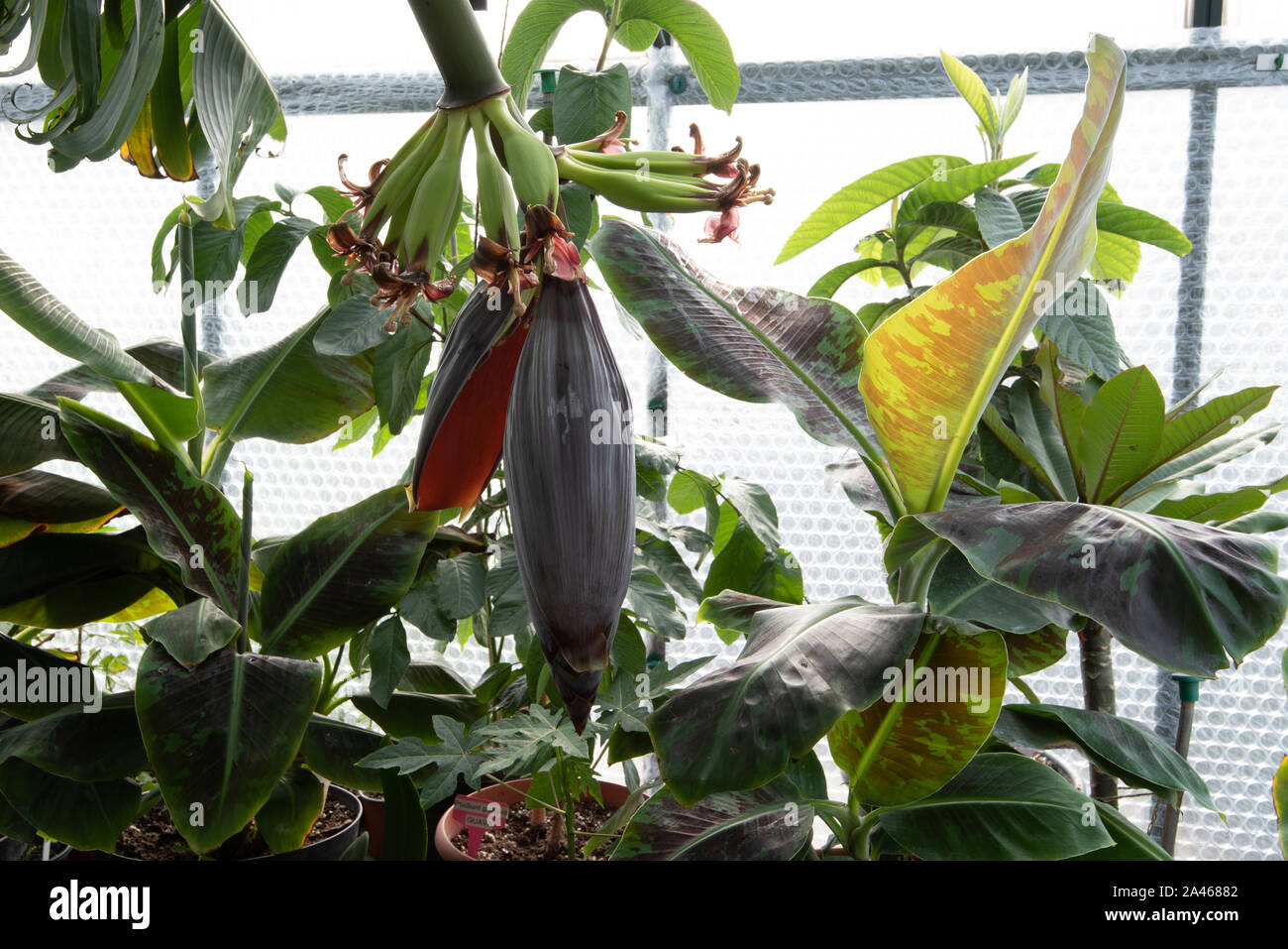 The flowers and young developing fruits of Musa Rajapuri bananas Stock ...