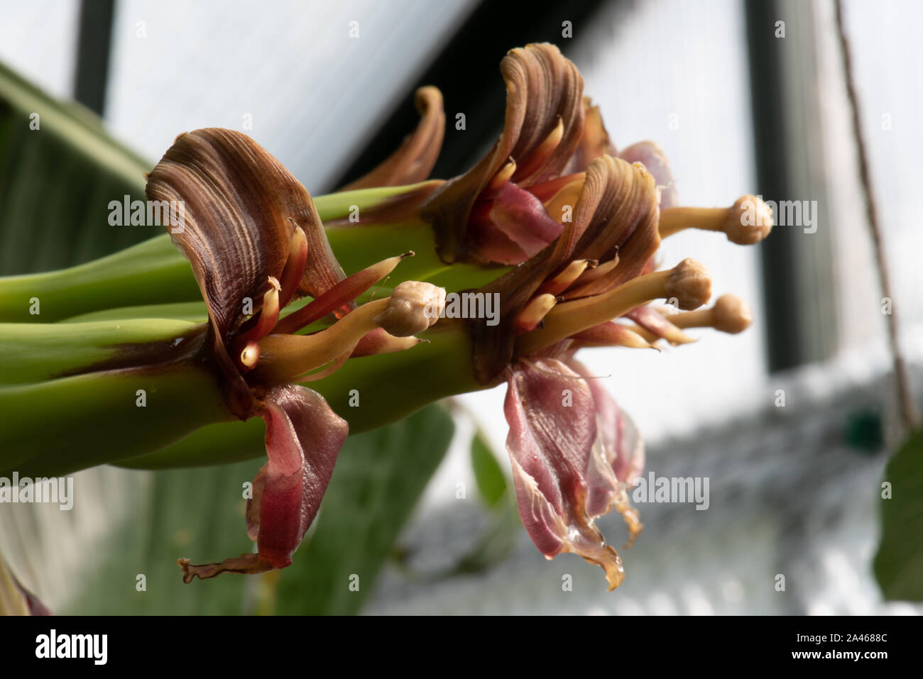 The flowers and young developing fruits of Musa Rajapuri bananas Stock ...