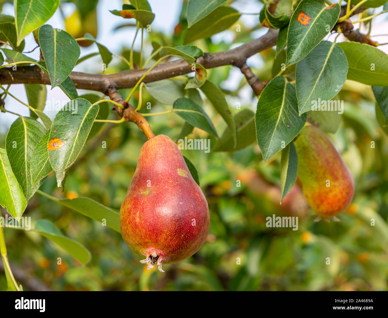 Pear williams tree hi-res stock photography and images - Alamy