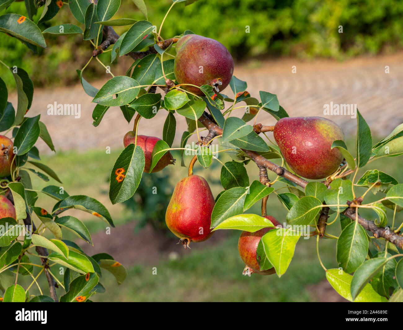 Pyrus communis red williams christ pear hi-res stock photography and ...