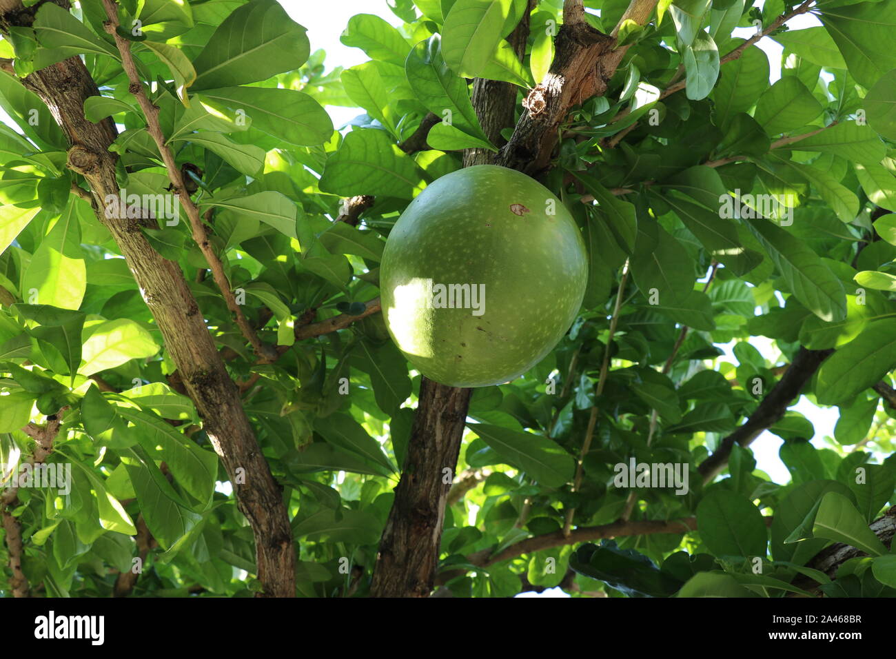 Sacred tree Bila from Hindu island Bali. Maja or mojo fruit is a ...