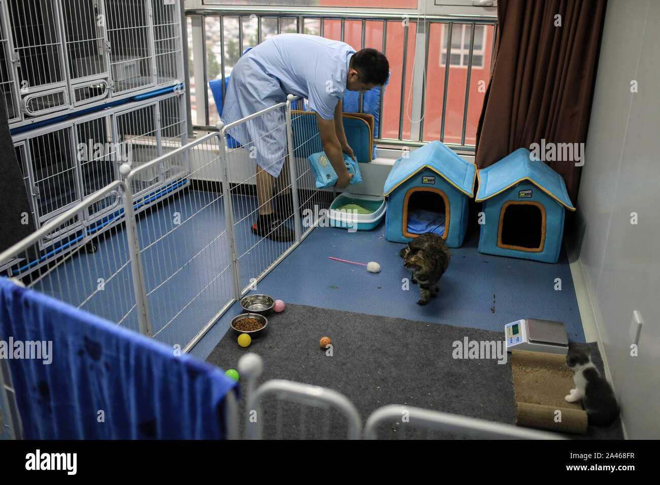 Cloning pets hi-res stock photography and images - Alamy