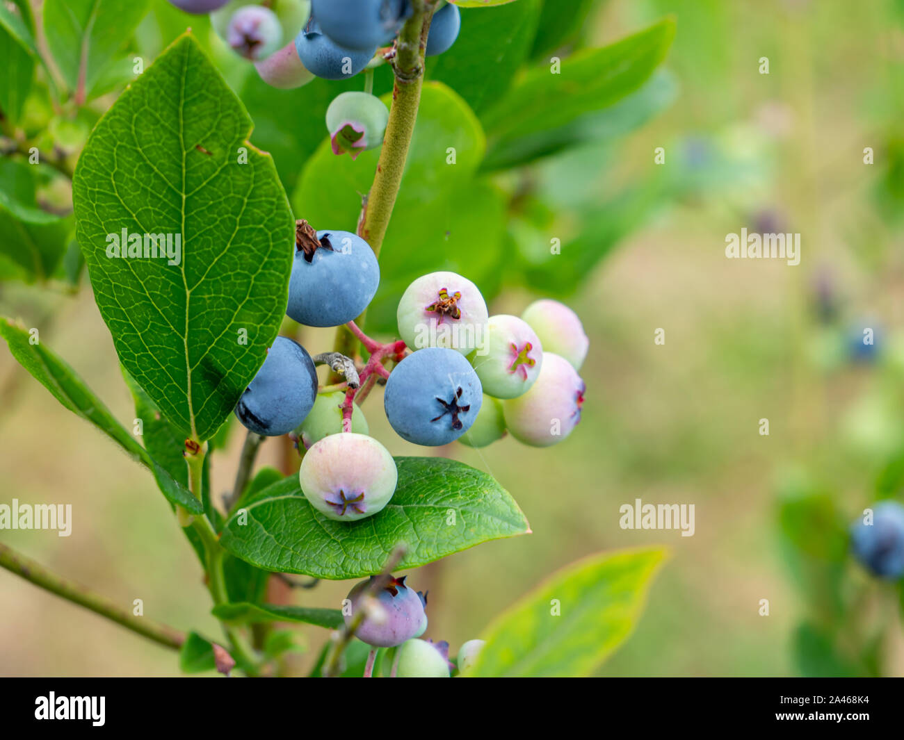 Highbush blueberry plant with fruits on branch Stock Photo - Alamy