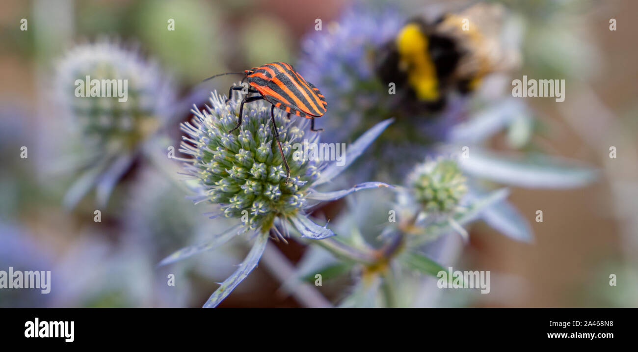 Bug pentatomidae insect thistle animal hi-res stock photography and ...