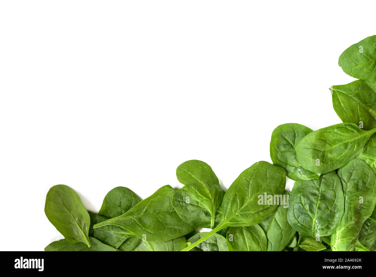 corner background from fresh spinach leaves isolated on white, copy ...