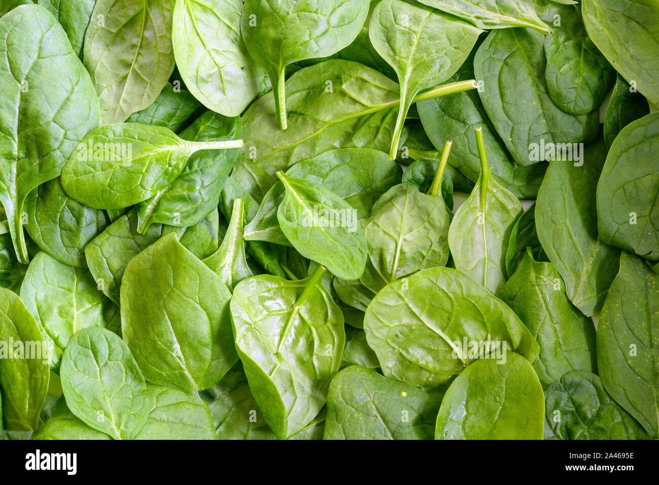 fresh organic spinach leaves, full frame background texture, high angle ...