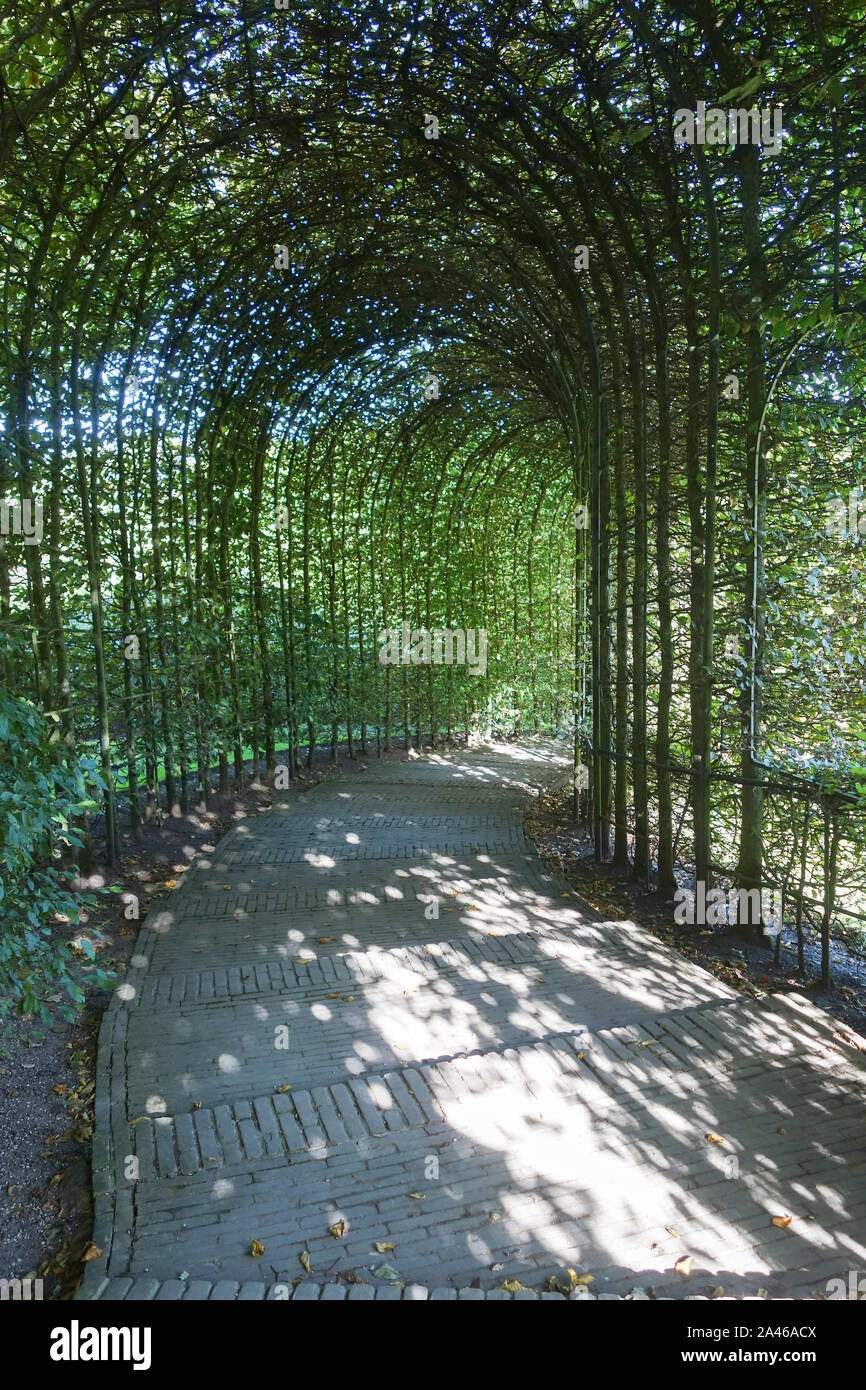 An archway of trees growing in Alnwick Garden Northumberland UK Stock ...