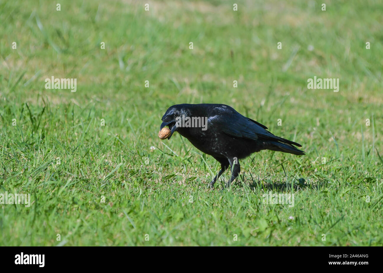 Crow nut hi-res stock photography and images - Alamy