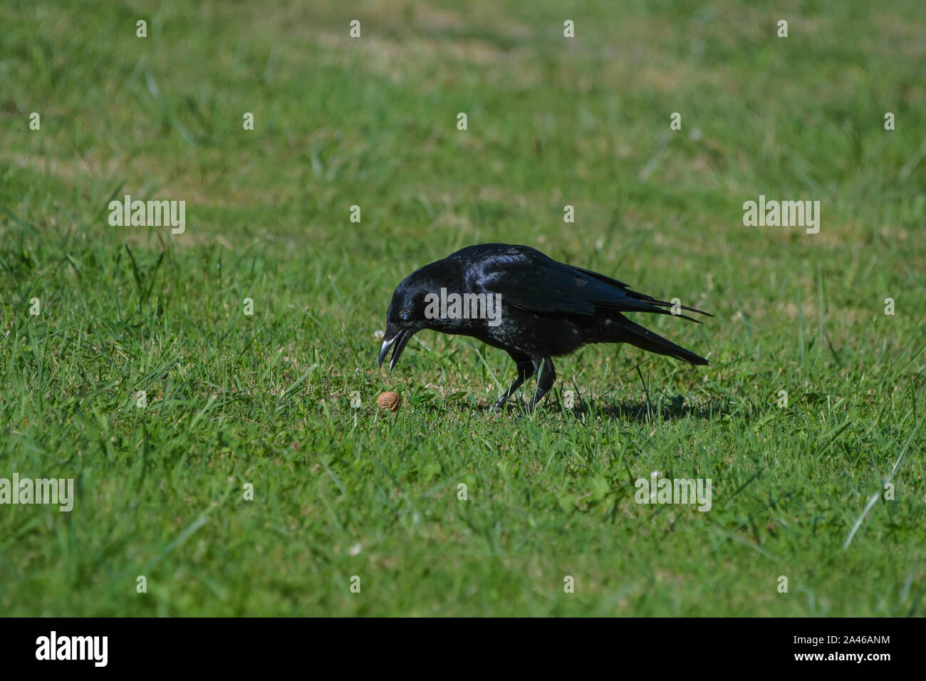 Crow nut hi-res stock photography and images - Alamy