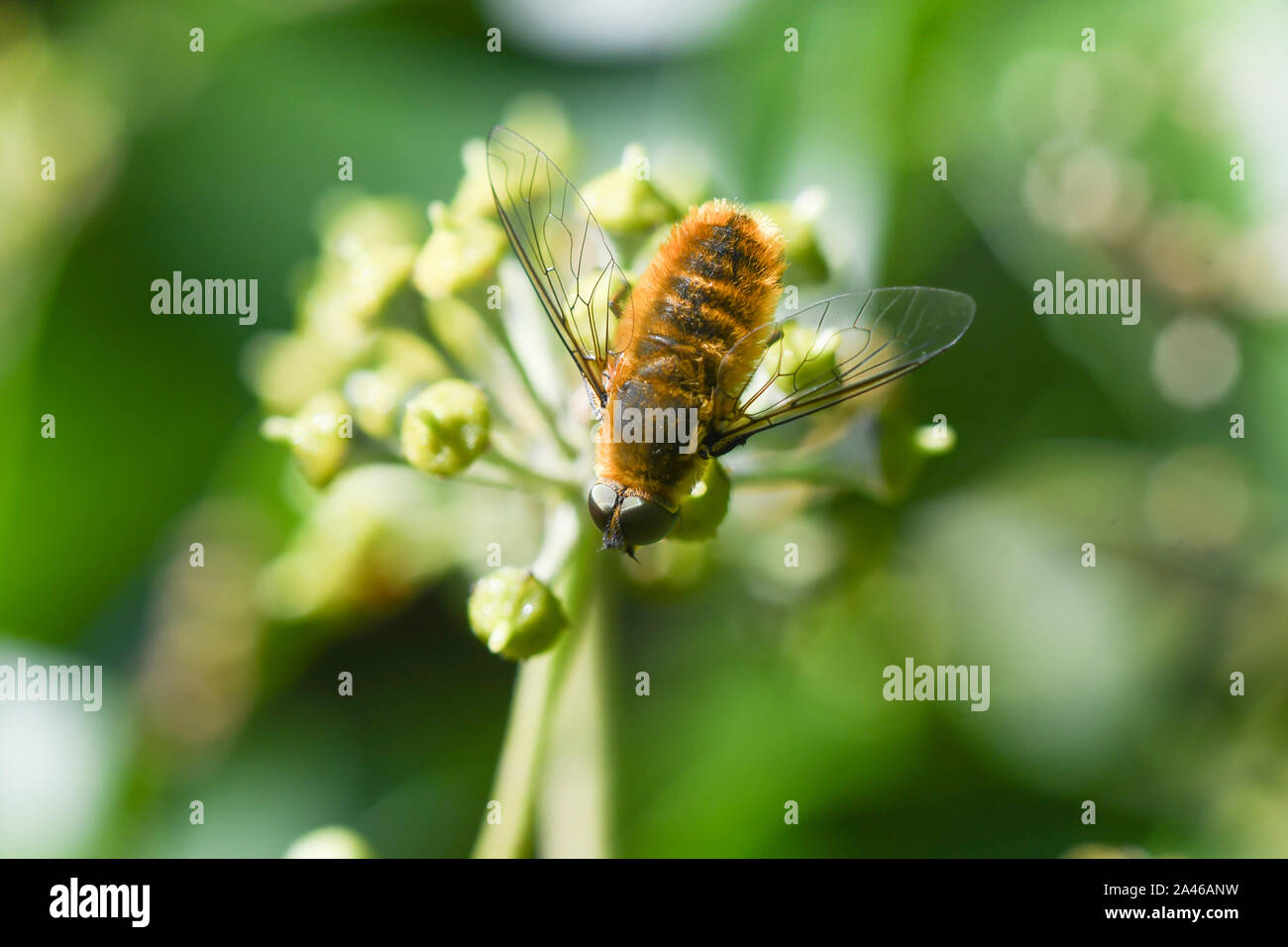 Insects on ivy hi-res stock photography and images - Alamy