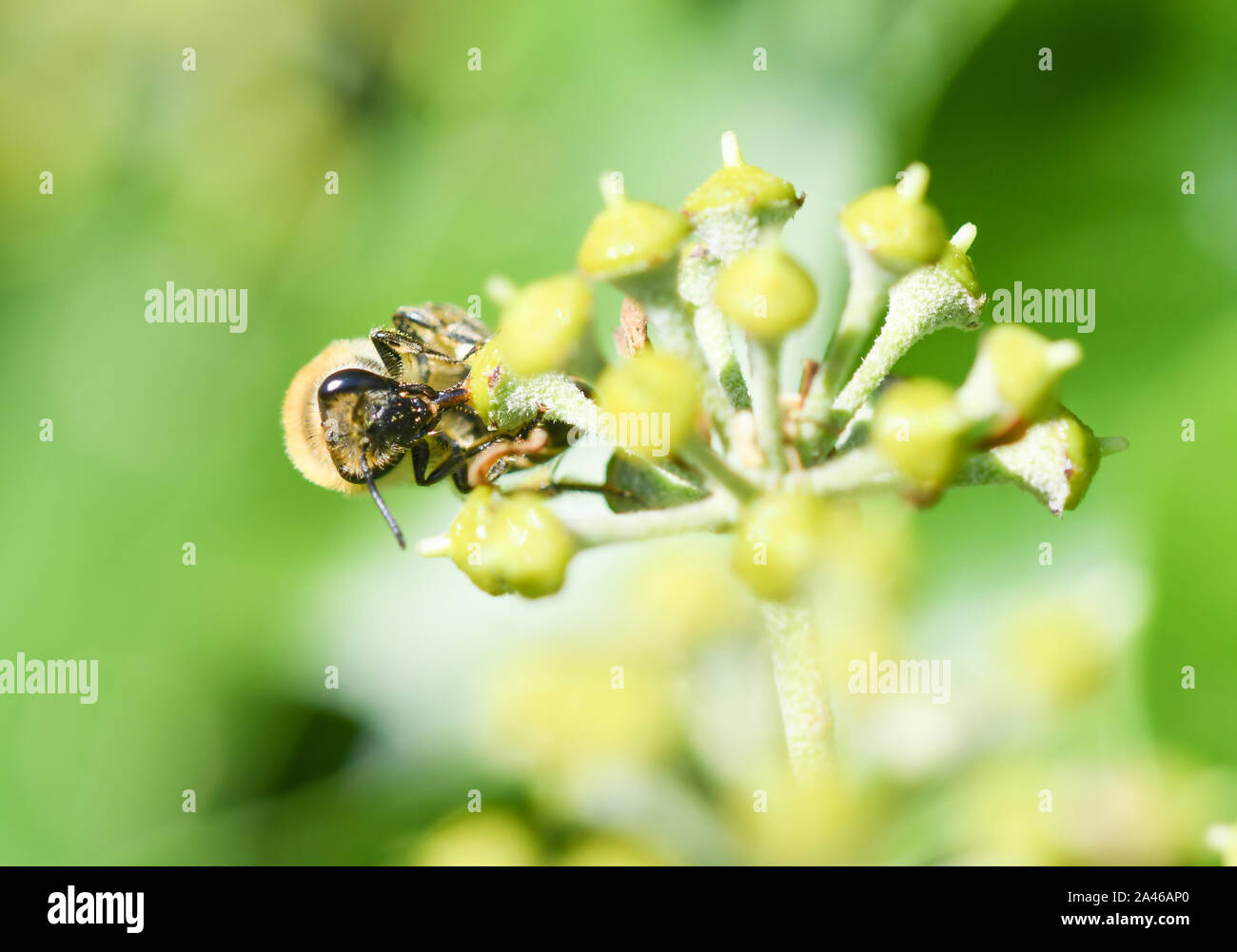 Ivy bee hi-res stock photography and images - Alamy