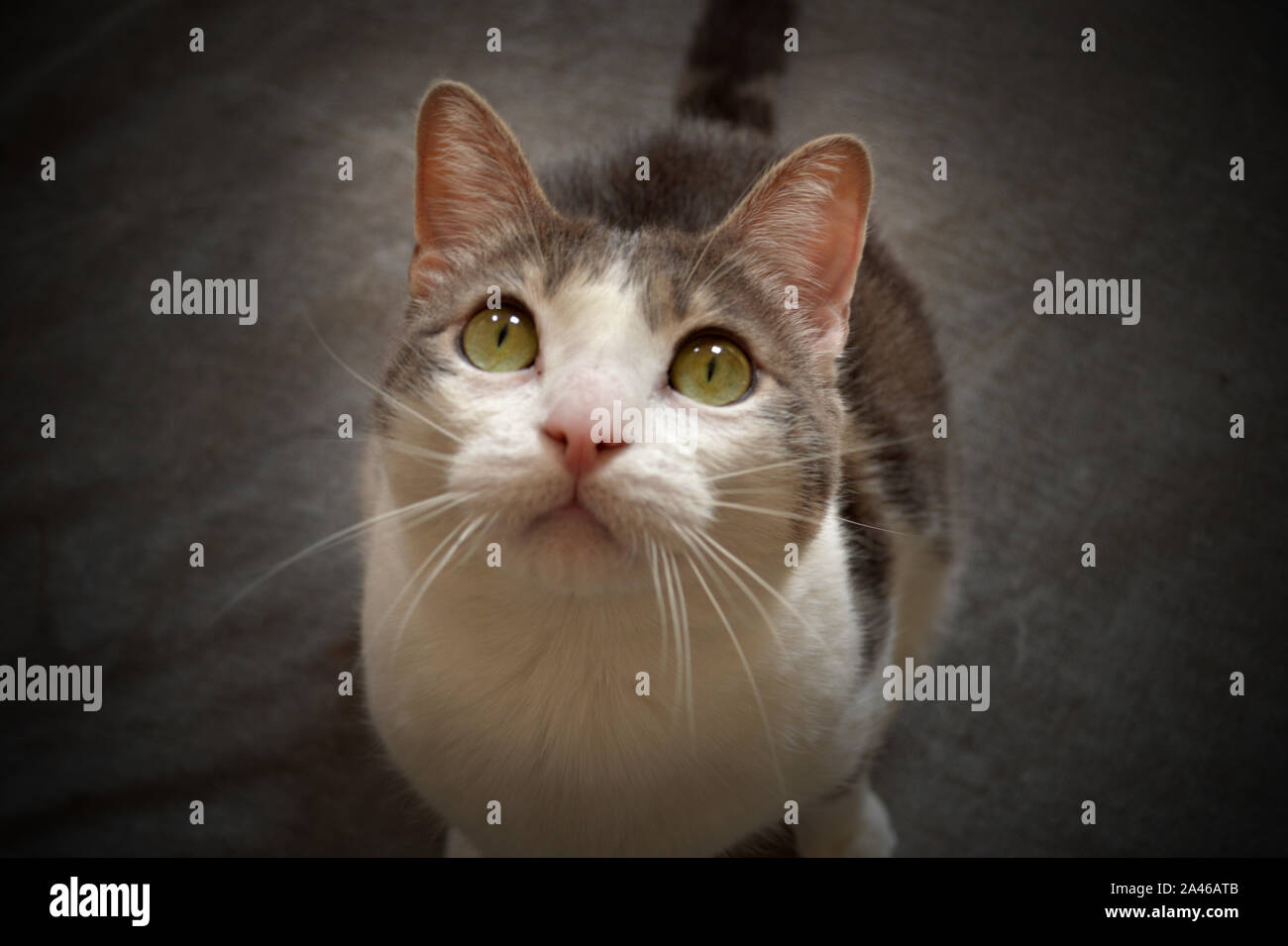 Funny portrait of a white cat looking upwards Stock Photo - Alamy