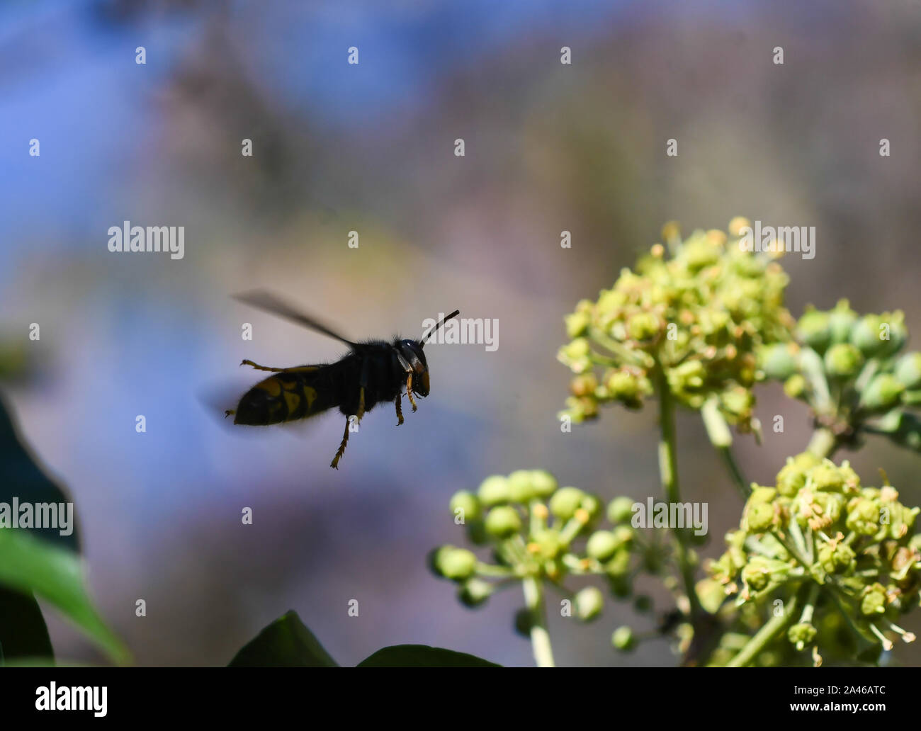 Ivy species hi-res stock photography and images - Alamy