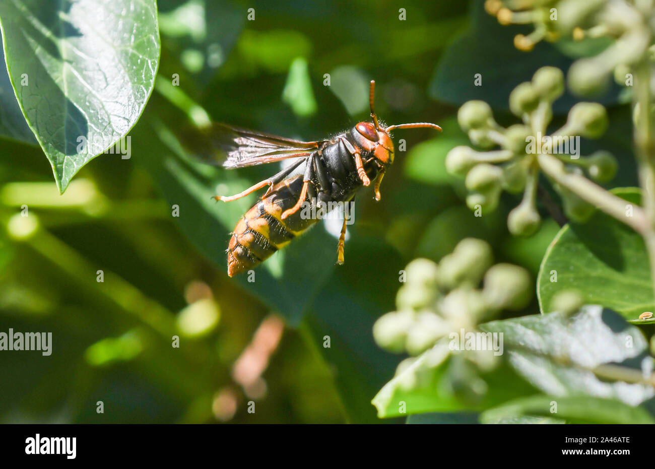 Ivy species hi-res stock photography and images - Alamy