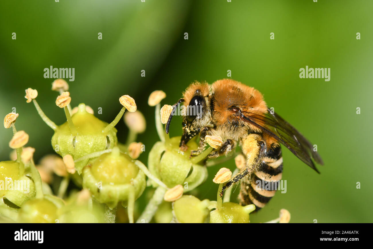Ivy bee hi-res stock photography and images - Alamy