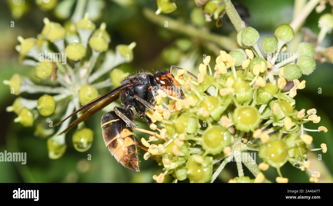 Asian invertebrates hi-res stock photography and images - Alamy