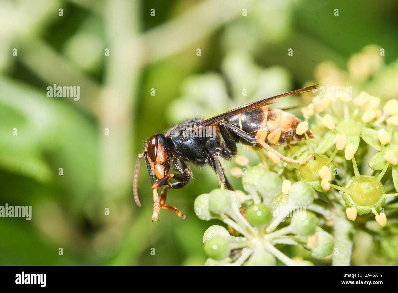 Hornet insects hi-res stock photography and images - Alamy