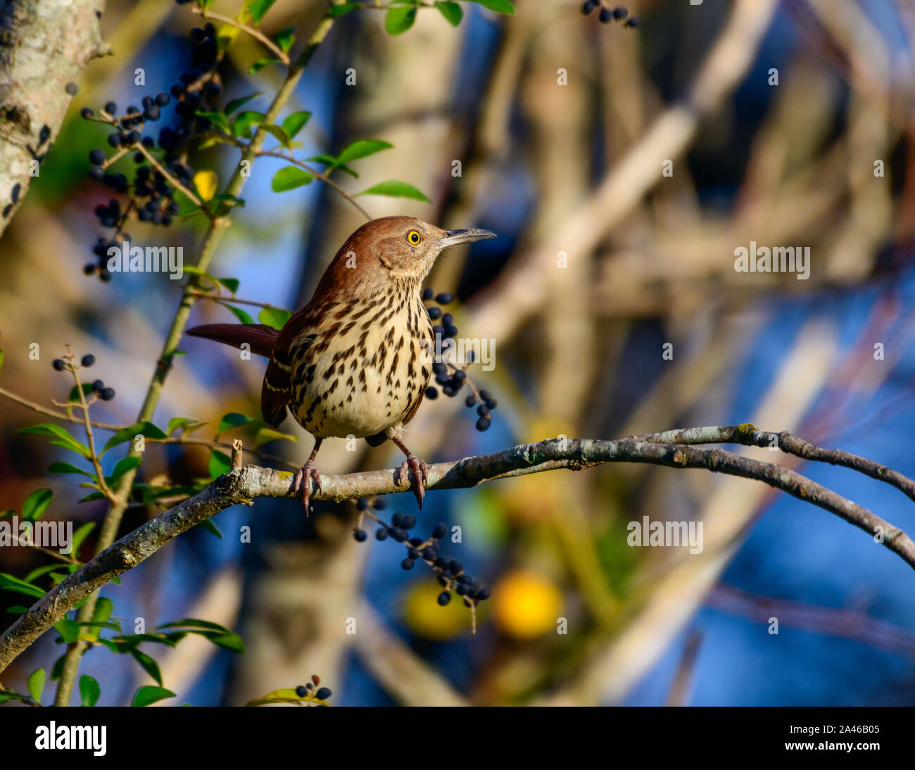 Georgia State Bird And Flower And Tree