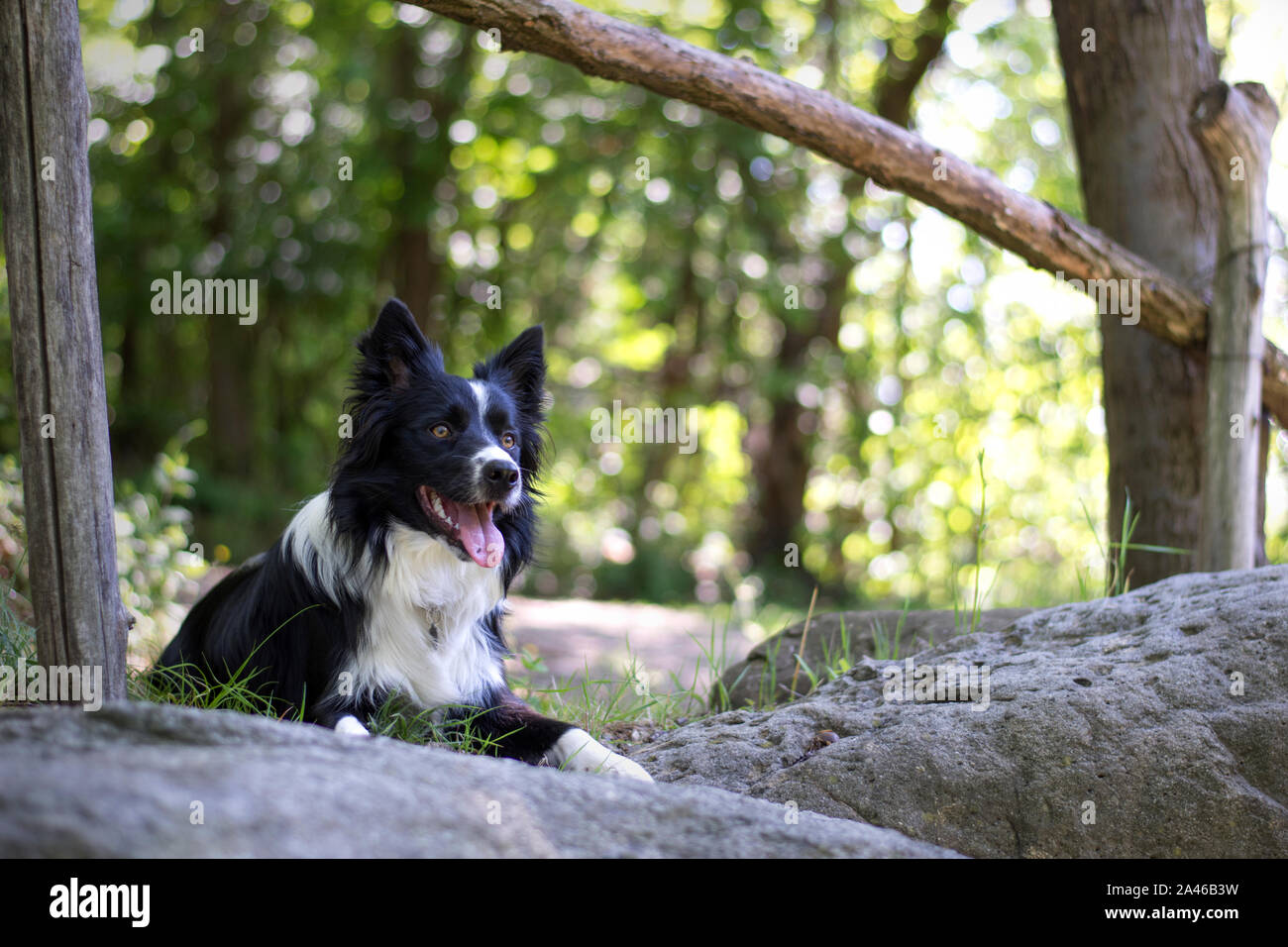 A Portrait on the rock of a puppy of border collie in the woods Stock ...