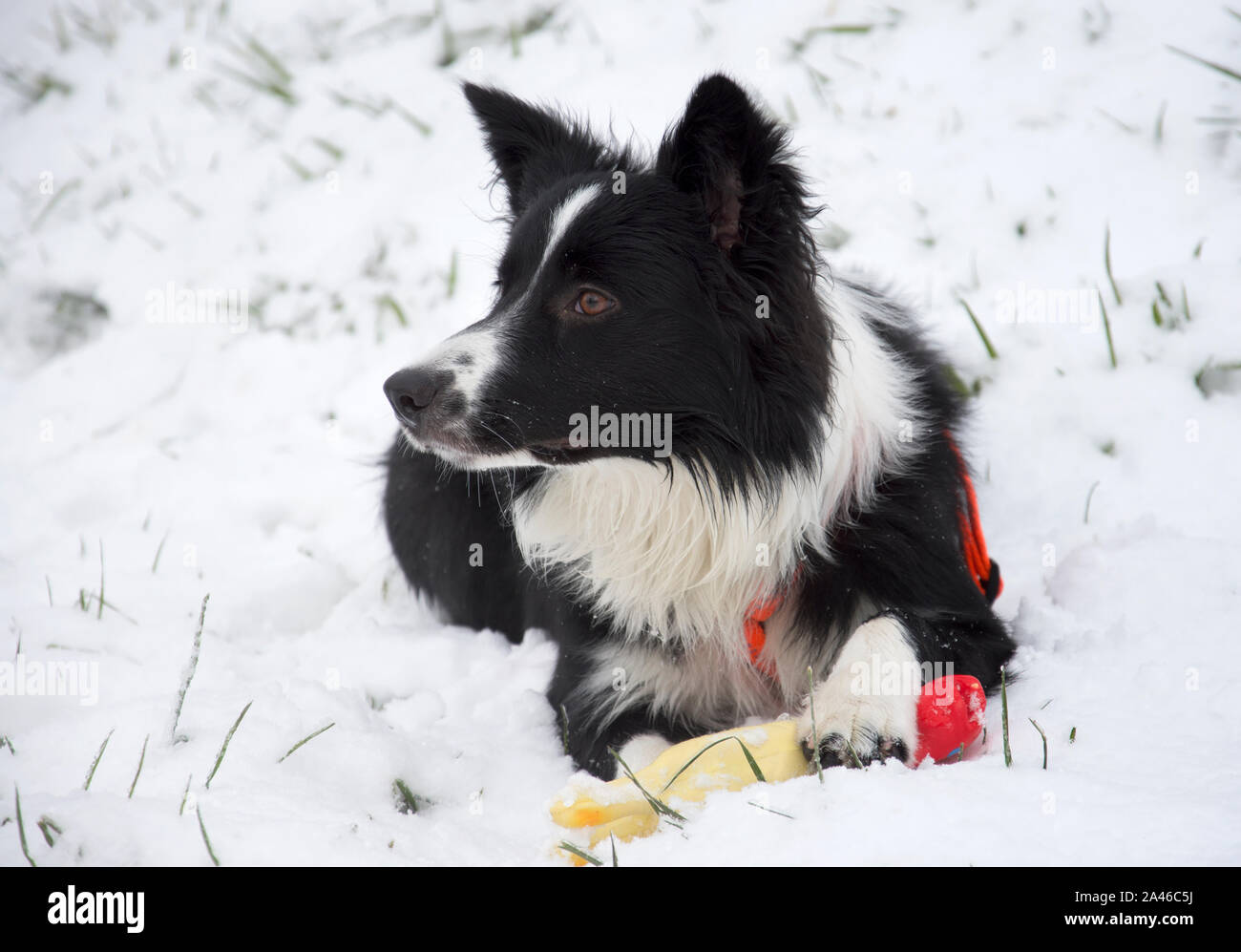 Happy Border collie puppy playing in the snow Stock Photo - Alamy