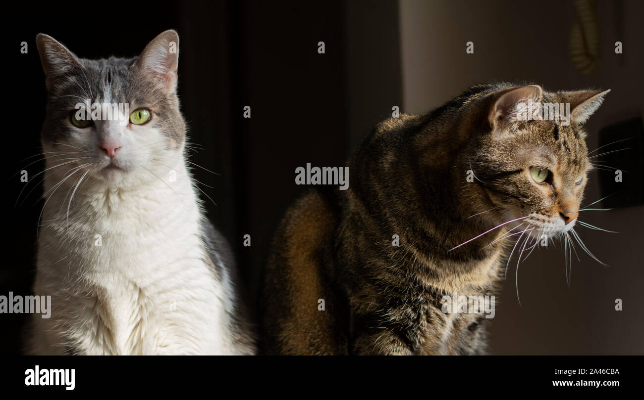 Tender couple of cats lit up at the window Stock Photo - Alamy