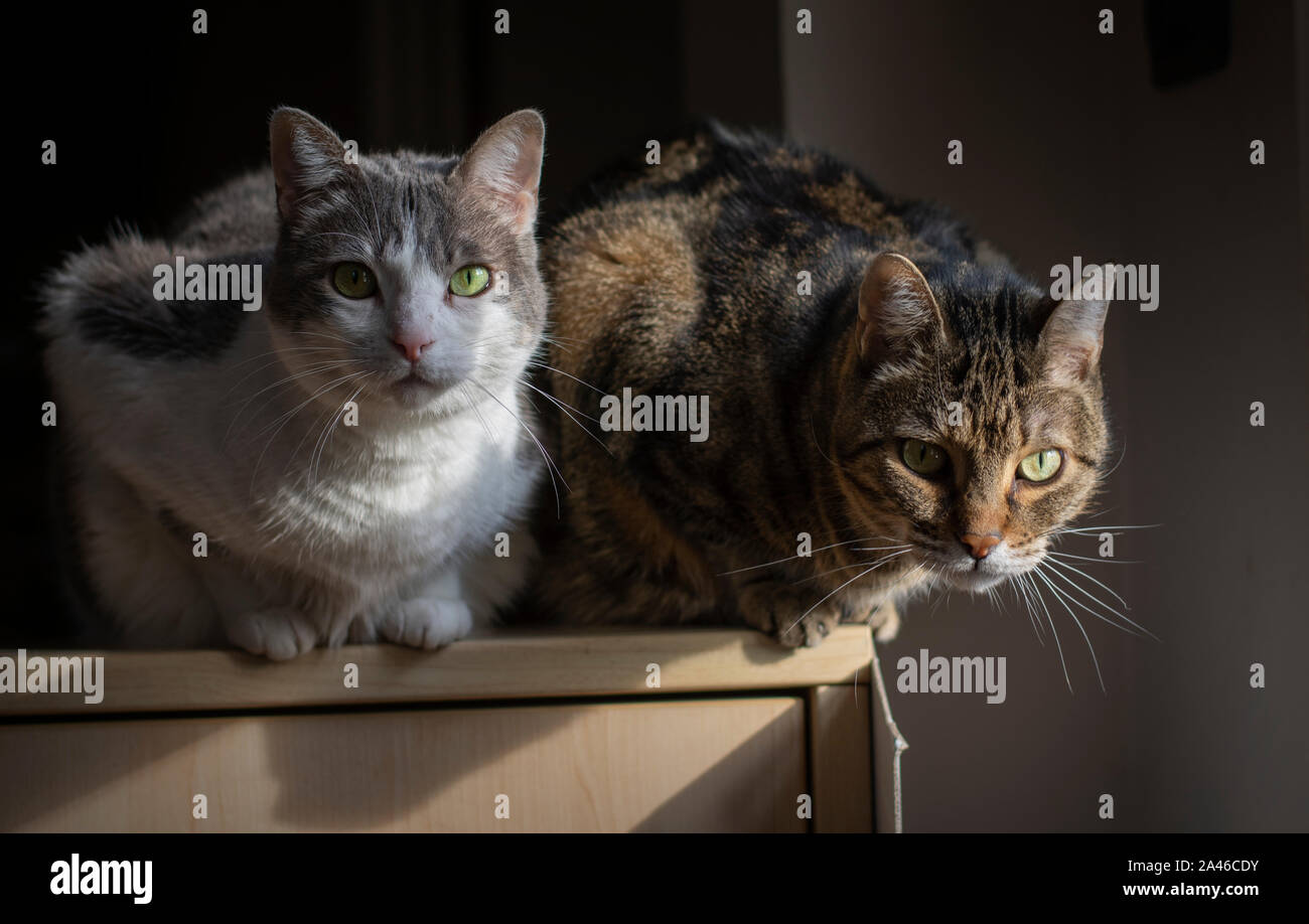 One of the most beautiful of the cat family hi-res stock photography ...
