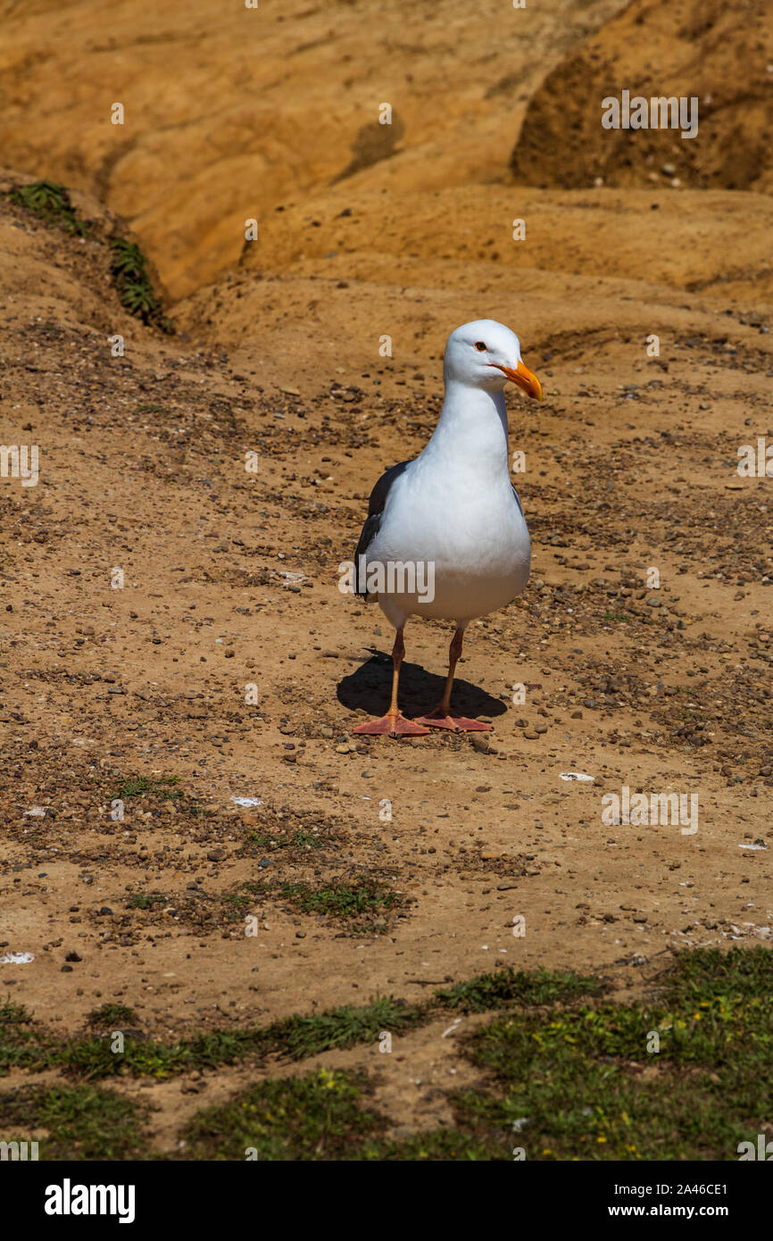 California gull larus californicus standing hi-res stock photography ...