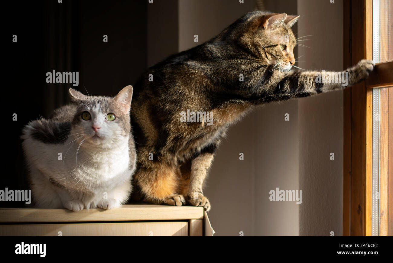 Sleeping cat family hi-res stock photography and images - Alamy