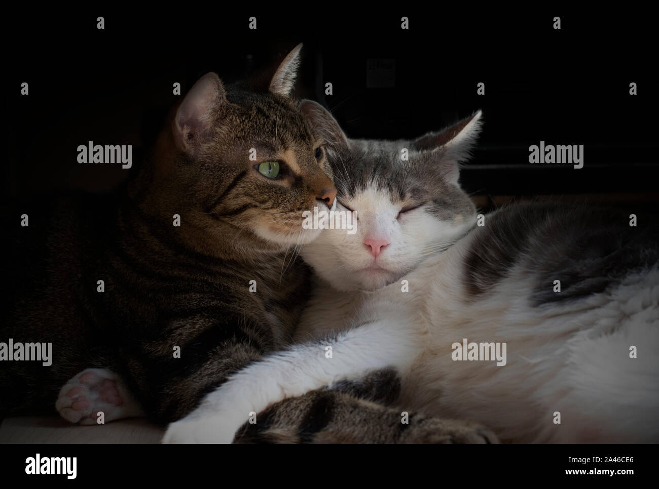 A Two european cute cats embrace tenderly Stock Photo - Alamy