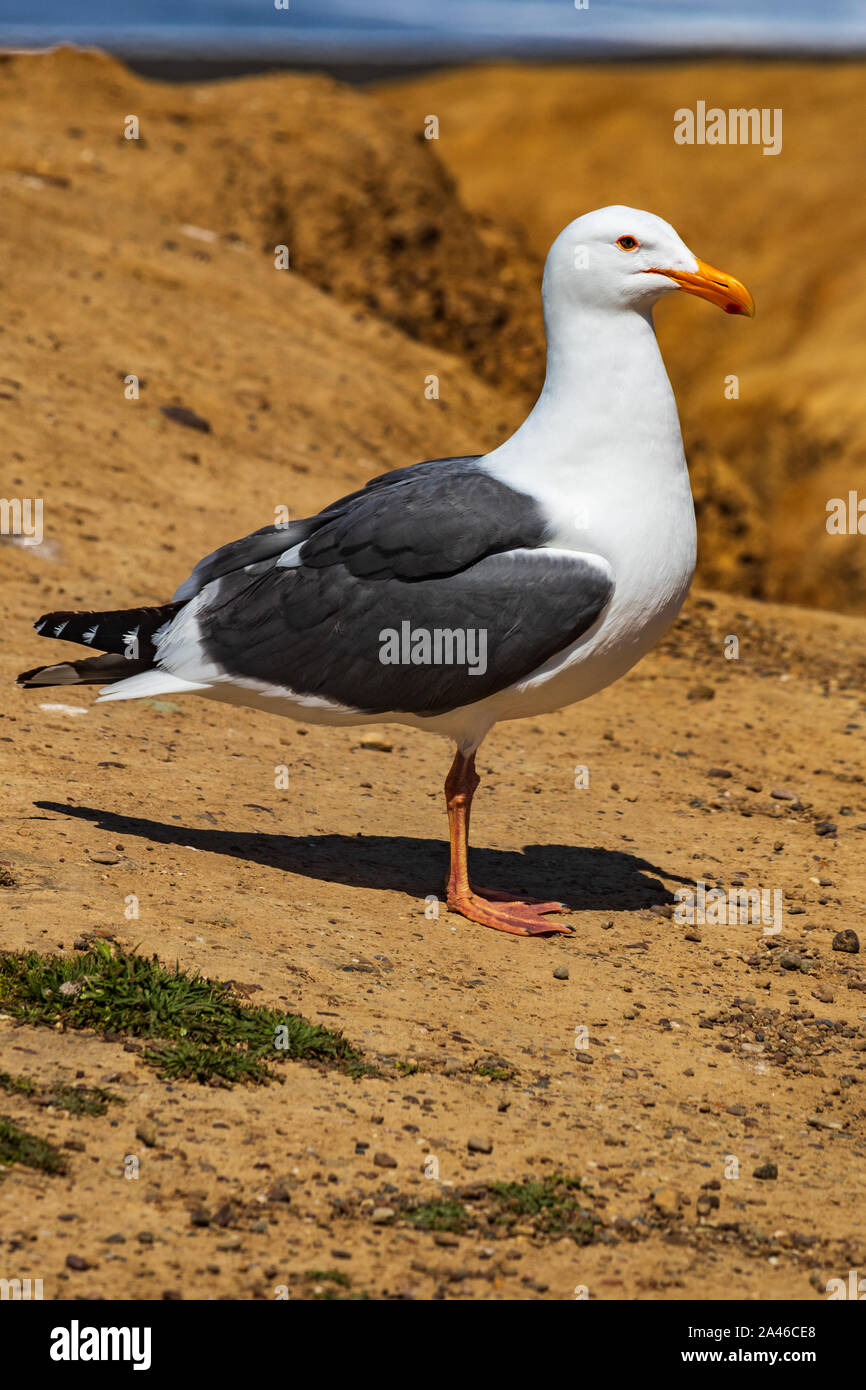 California gull larus californicus standing hi-res stock photography ...