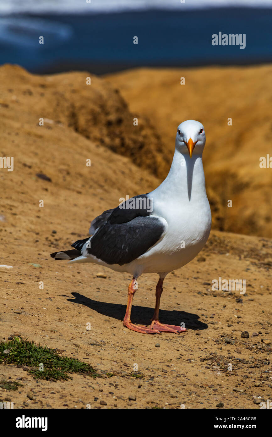 California gull larus californicus standing hi-res stock photography ...
